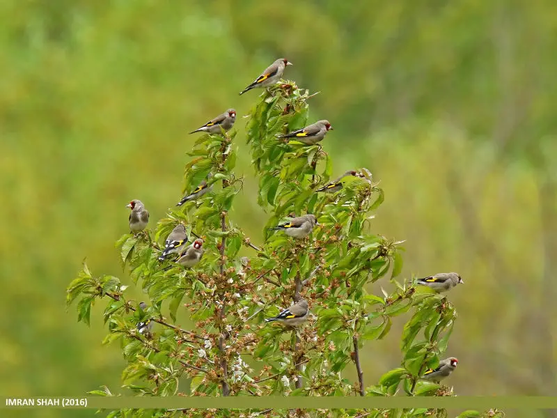 European Goldfinch - Facts, Diet, Habitat & Pictures on Animalia.bio