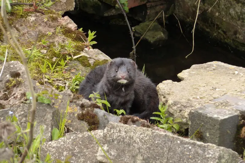 European Mink - Facts, Diet, Habitat & Pictures on Animalia.bio