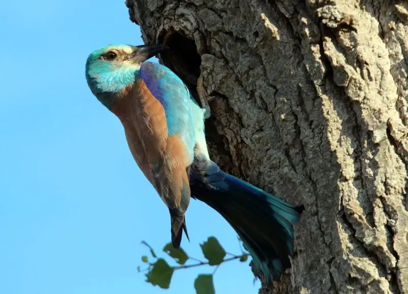 European Roller - Facts, Diet, Habitat & Pictures on Animalia.bio