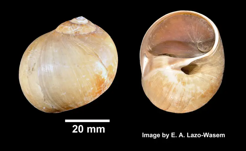Euspira heros - факти, дієта, ареал і фотографії на Animalia.bio