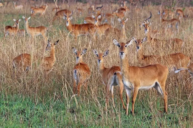 Kob - Facts, Diet, Habitat & Pictures on Animalia.bio