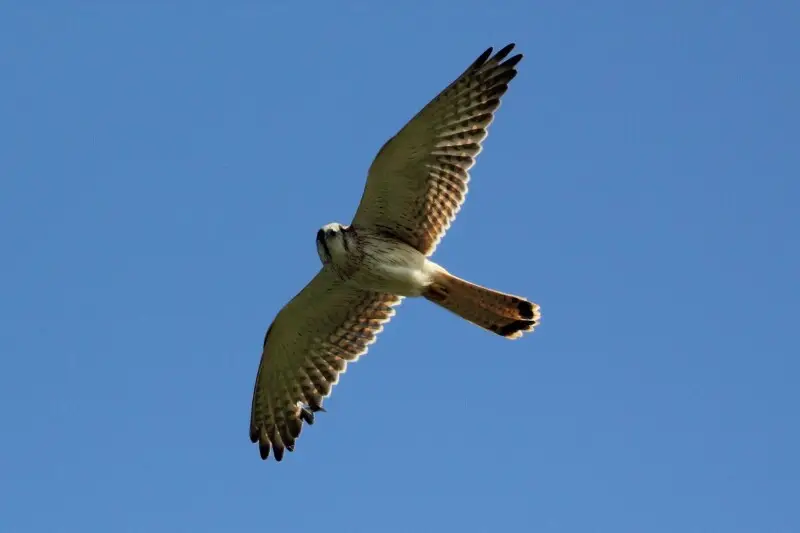Nankeen kestrel - Facts, Diet, Habitat & Pictures on Animalia.bio