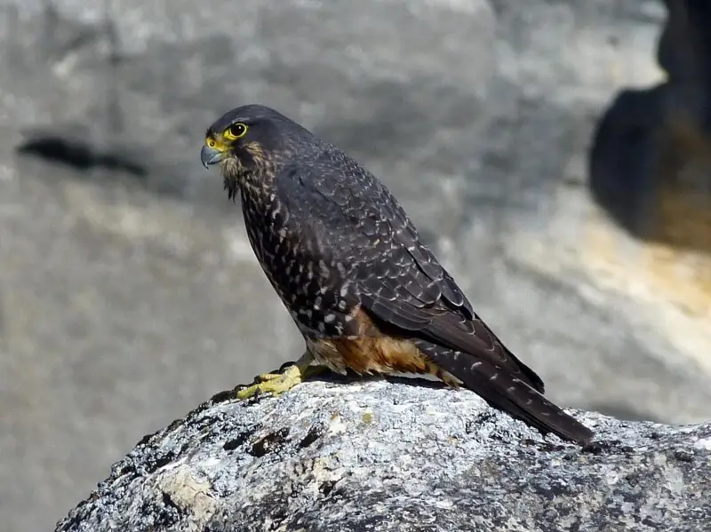New Zealand falcon - Facts, Diet, Habitat & Pictures on Animalia.bio
