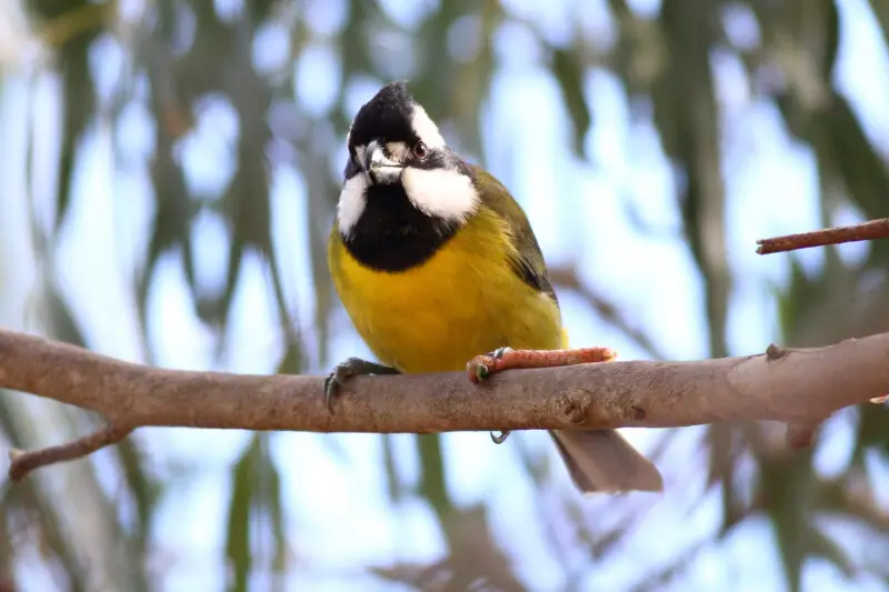 Чубарець - факти, дієта, ареал і фотографії на Animalia.bio