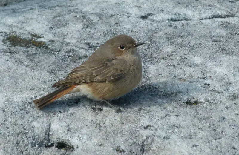 Familiar chat - Facts, Diet, Habitat & Pictures on Animalia.bio