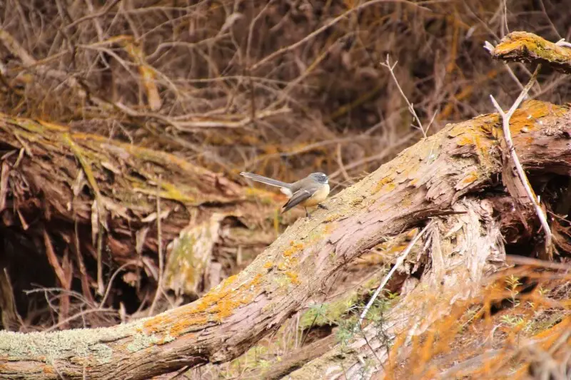 New Zealand fantail - Facts, Diet, Habitat & Pictures on Animalia.bio