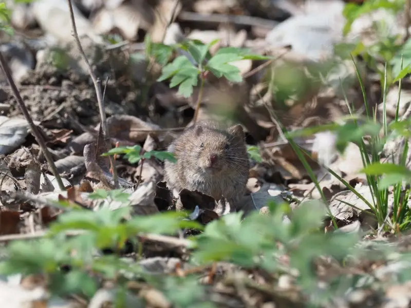 Common Vole - Facts, Diet, Habitat & Pictures on Animalia.bio