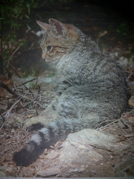 Felis lybica sarda - факти, дієта, ареал і фотографії на Animalia.bio