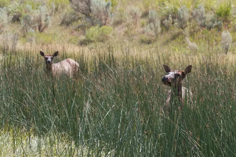 Bactrian Deer - Facts, Diet, Habitat & Pictures on Animalia.bio