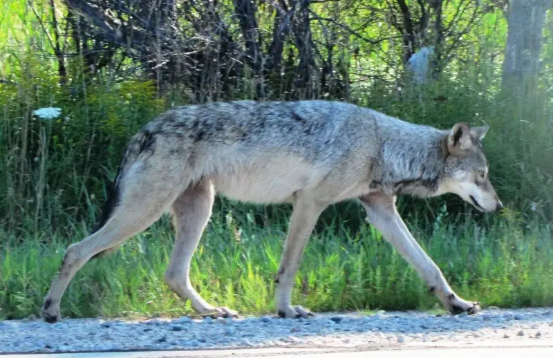 Great Plains wolf - Facts, Diet, Habitat & Pictures on Animalia.bio