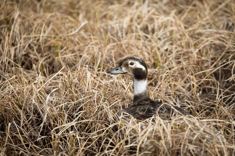 Long-Tailed Duck - Facts, Diet, Habitat & Pictures on Animalia.bio