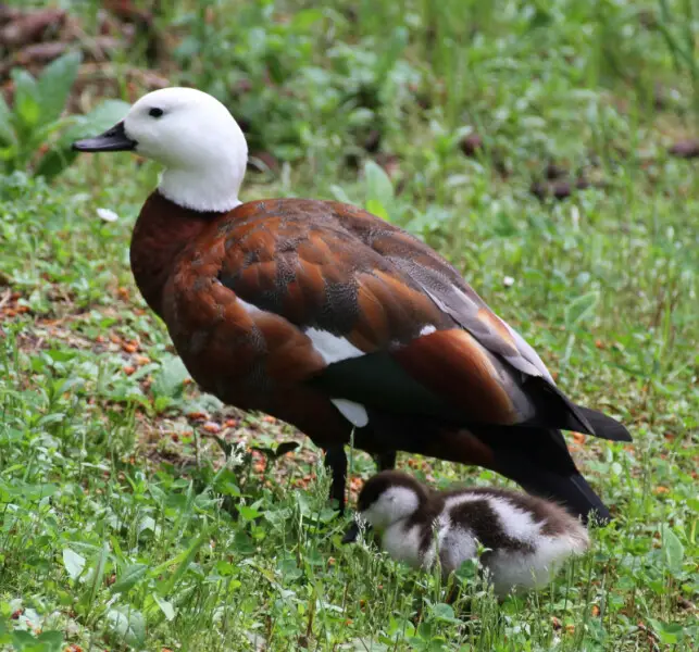 Paradise shelduck - Facts, Diet, Habitat & Pictures on Animalia.bio
