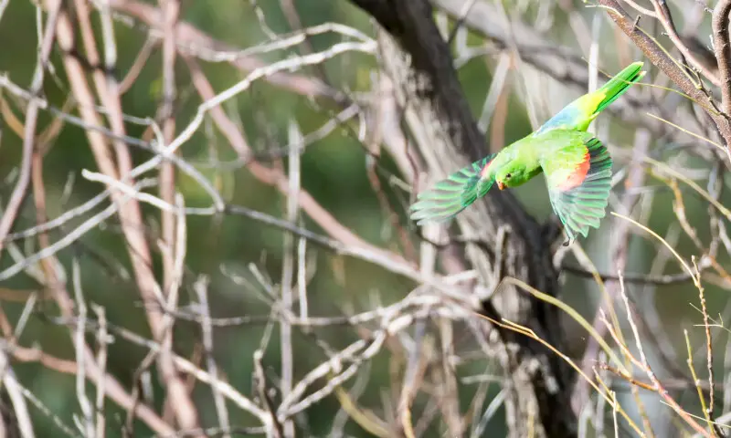 Red-winged parrot - Facts, Diet, Habitat & Pictures on Animalia.bio