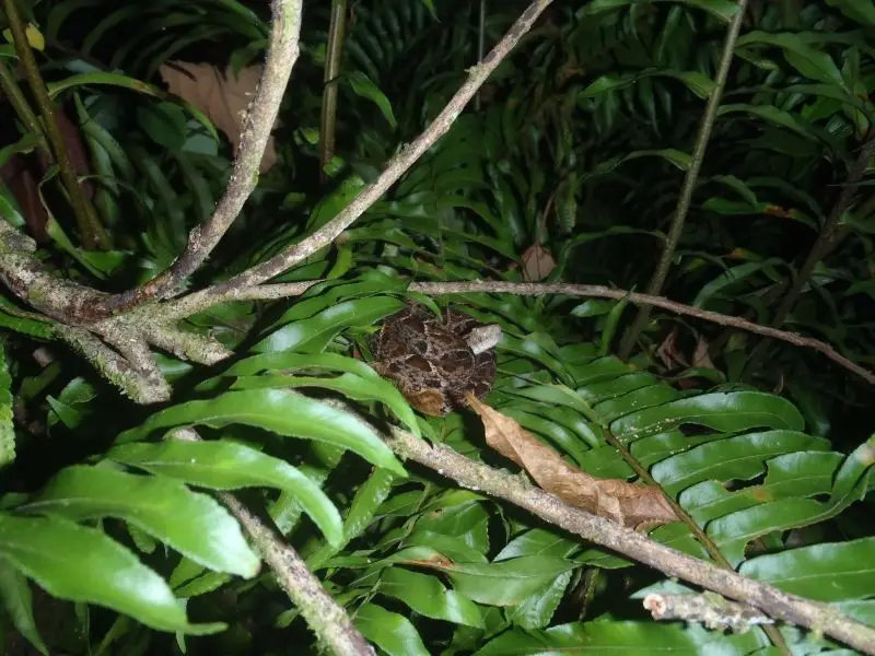 Fer-de-lance - Facts, Diet, Habitat & Pictures on Animalia.bio