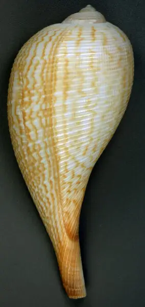 Ficus gracilis - Facts, Diet, Habitat & Pictures on Animalia.bio