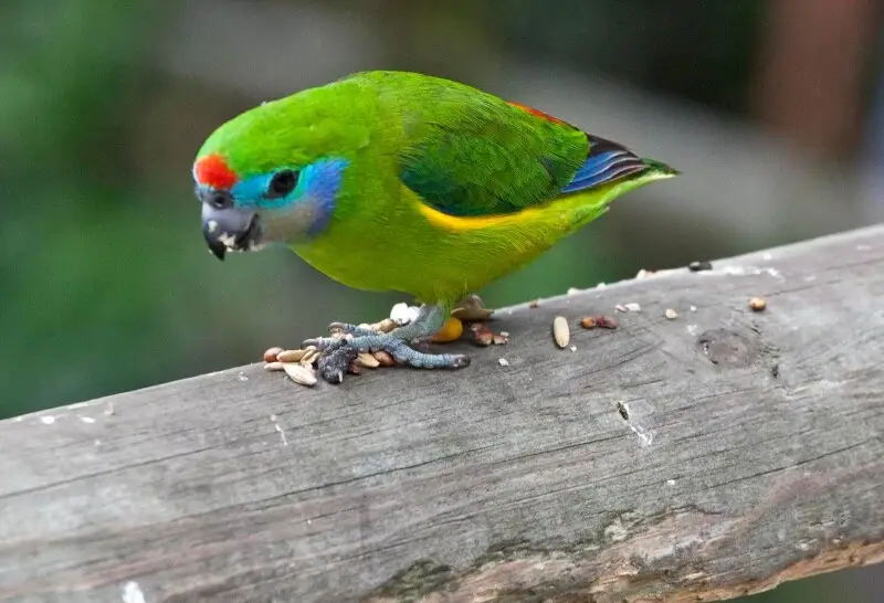 Cyclopsitta diophthalma - Facts, Diet, Habitat & Pictures on Animalia.bio