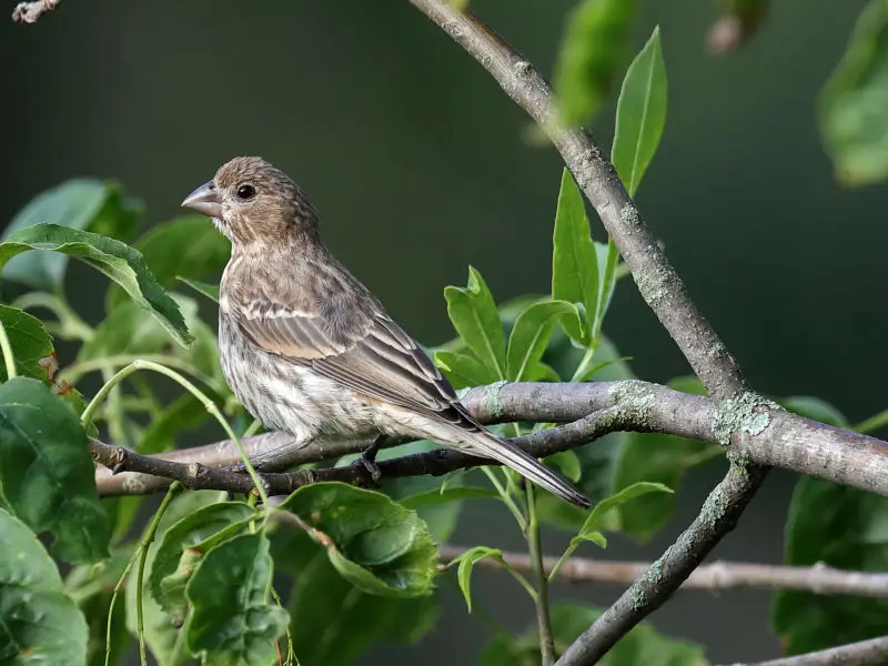 House Finch - Facts, Diet, Habitat & Pictures on Animalia.bio