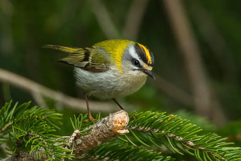 Common firecrest - Facts, Diet, Habitat & Pictures on Animalia.bio