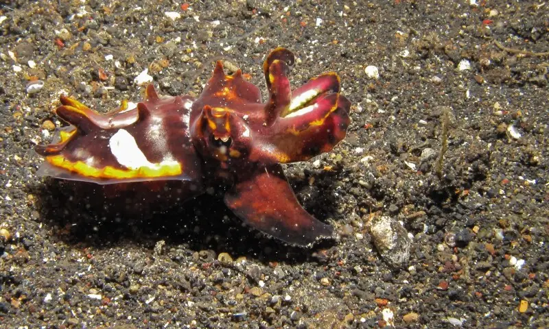 Metasepia pfefferi - Facts, Diet, Habitat & Pictures on Animalia.bio