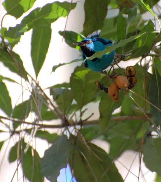 Blue dacnis - Facts, Diet, Habitat & Pictures on Animalia.bio