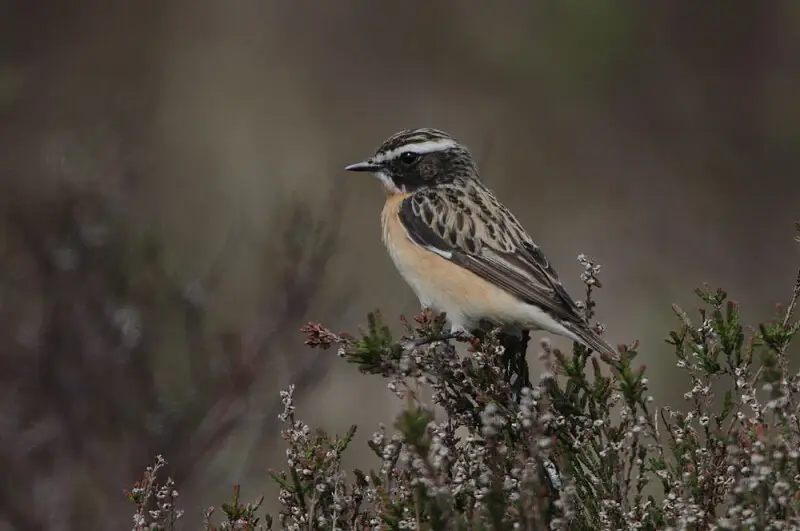 Whinchat - Facts, Diet, Habitat & Pictures on Animalia.bio