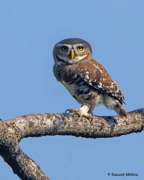 Forest owlet - Facts, Diet, Habitat & Pictures on Animalia.bio