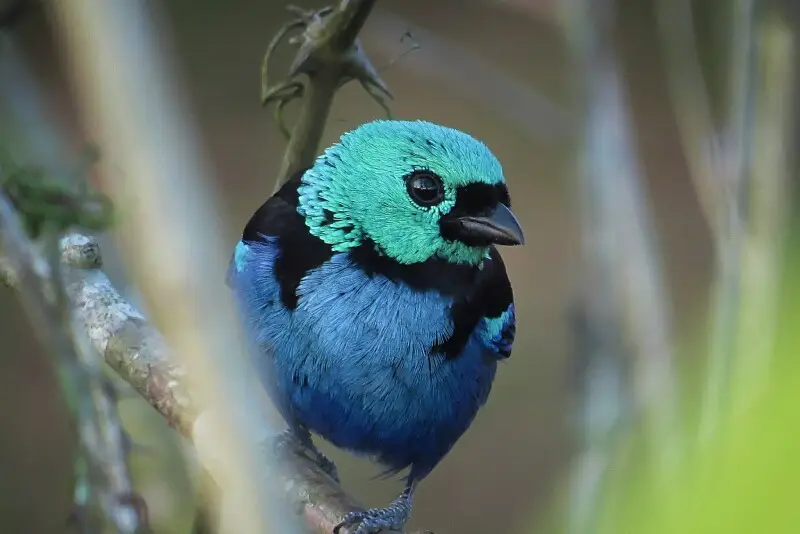 Tangara fastuosa - факти, дієта, ареал і фотографії на Animalia.bio