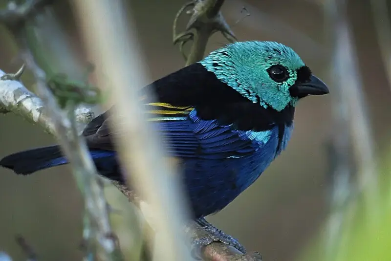 Seven-colored tanager - Facts, Diet, Habitat & Pictures on Animalia.bio