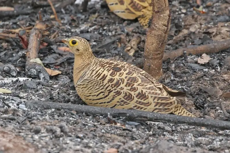 Four-banded sandgrouse - Facts, Diet, Habitat & Pictures on Animalia.bio