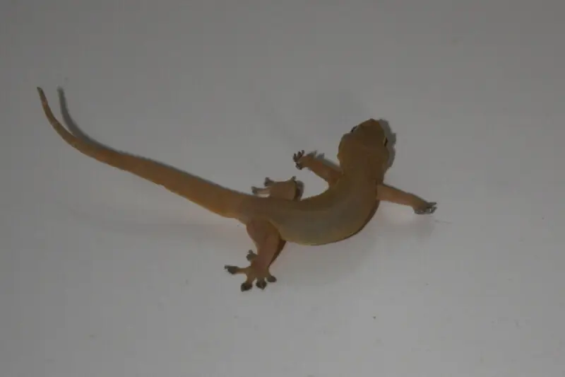 Gehyra mutilata - Facts, Diet, Habitat & Pictures on Animalia.bio