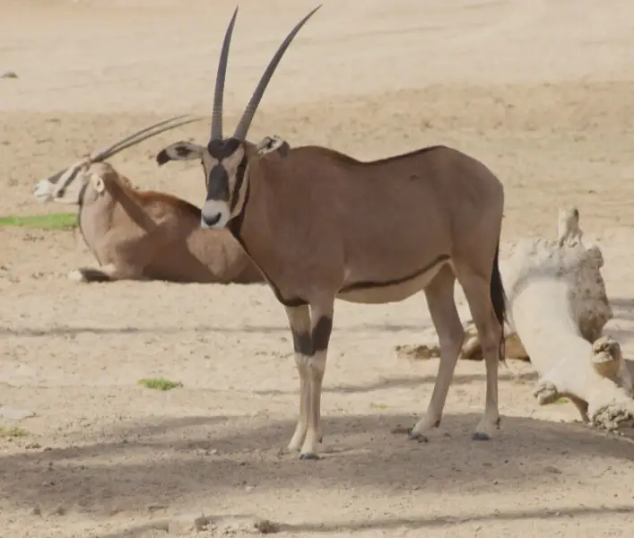 Fringe-eared oryx - Facts, Diet, Habitat & Pictures on Animalia.bio