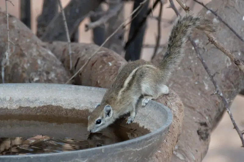 Congo rope squirrel - Facts, Diet, Habitat & Pictures on Animalia.bio