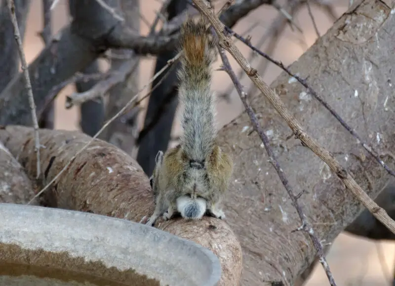 Congo rope squirrel - Facts, Diet, Habitat & Pictures on Animalia.bio
