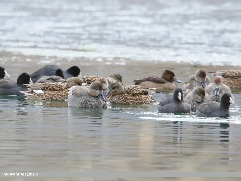 Gadwall - Facts, Diet, Habitat & Pictures on Animalia.bio