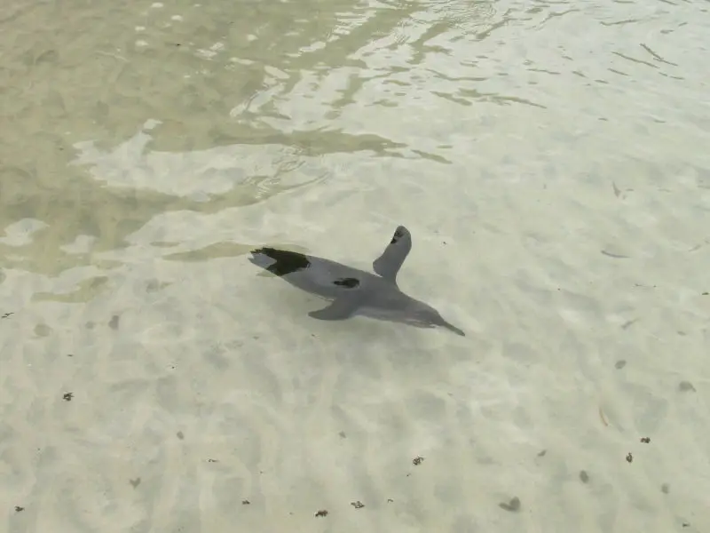 Galápagos Penguin - Facts, Diet, Habitat & Pictures on Animalia.bio