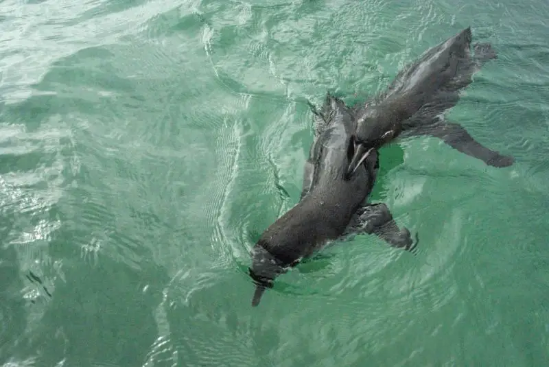 Galápagos Penguin - Facts, Diet, Habitat & Pictures on Animalia.bio