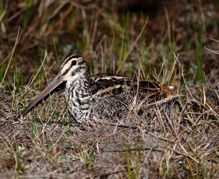 Giant snipe - Facts, Diet, Habitat & Pictures on Animalia.bio