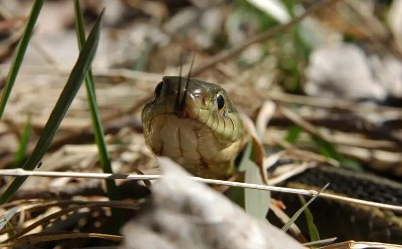 Common garter snake - Facts, Diet, Habitat & Pictures on Animalia.bio