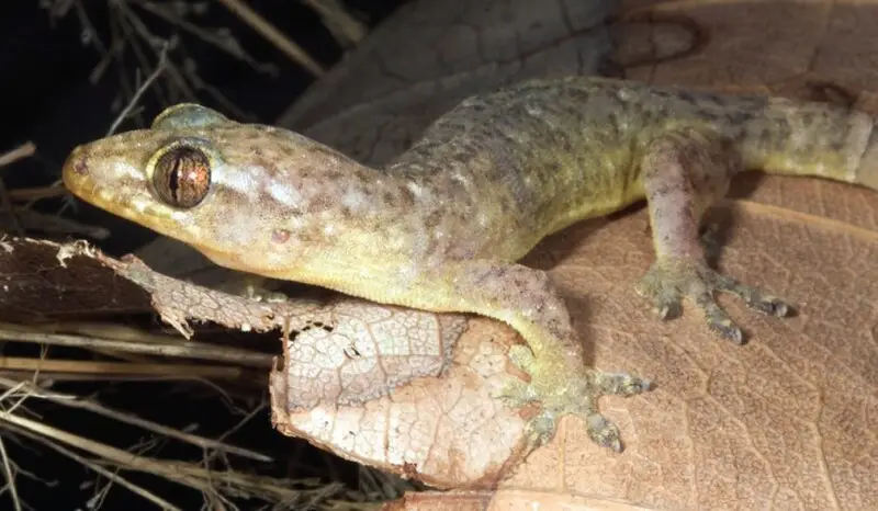 Gehyra mutilata - Facts, Diet, Habitat & Pictures on Animalia.bio