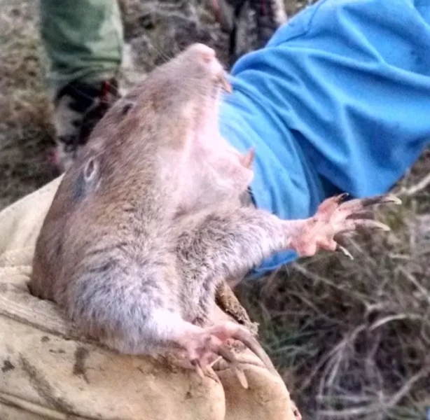 Geomys pinetis - факти, дієта, ареал і фотографії на Animalia.bio