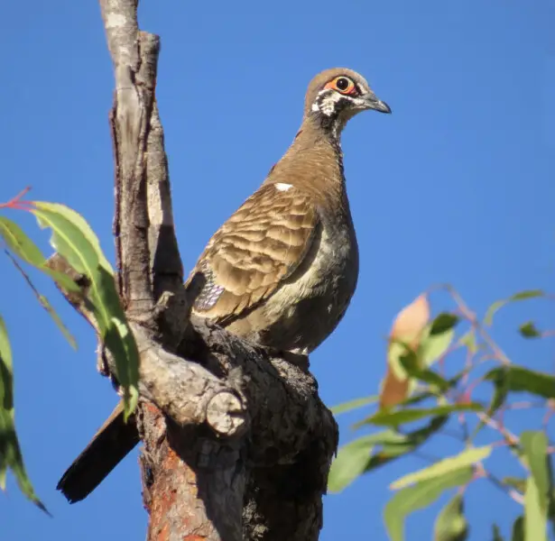 Squatter pigeon - Facts, Diet, Habitat & Pictures on Animalia.bio