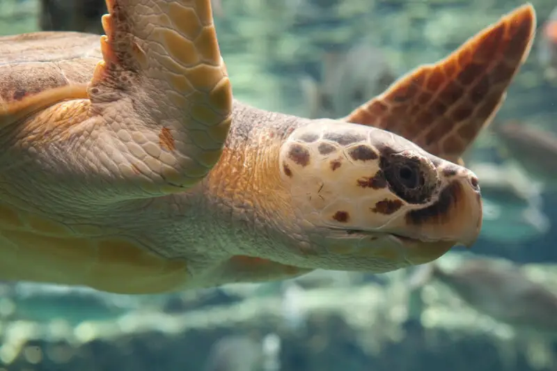 Loggerhead sea turtle - Facts, Diet, Habitat & Pictures on Animalia.bio