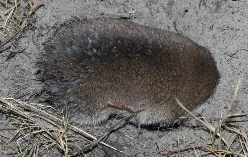 Cape mole-rat - Facts, Diet, Habitat & Pictures on Animalia.bio