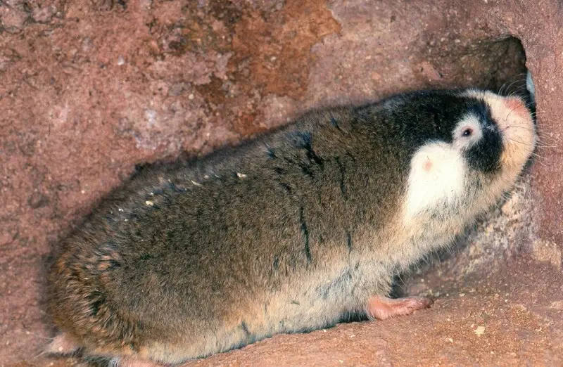 Cape mole-rat - Facts, Diet, Habitat & Pictures on Animalia.bio