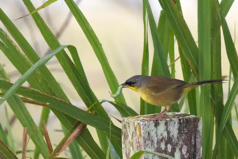 Geothlypis poliocephala - факти, дієта, ареал і фотографії на Animalia.bio