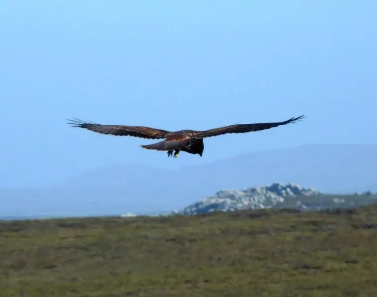 Variable hawk - Facts, Diet, Habitat & Pictures on Animalia.bio