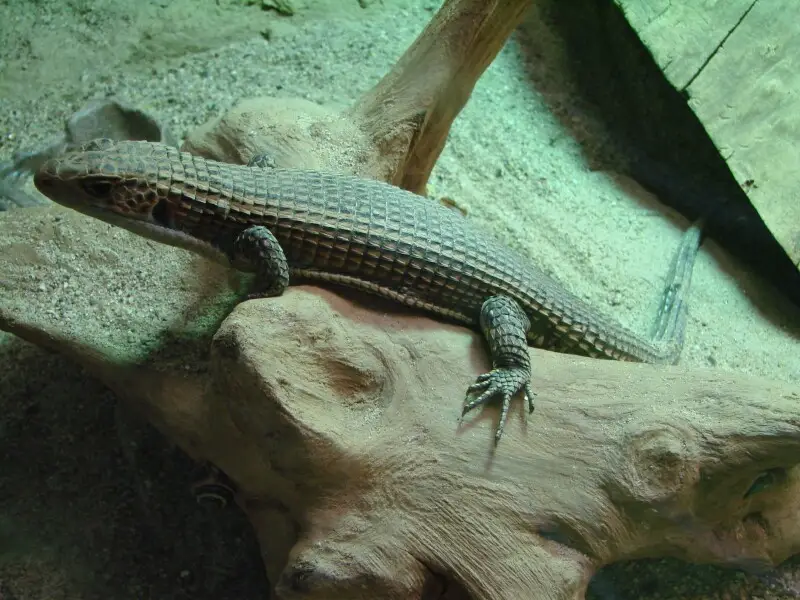 Sudan plated lizard - Facts, Diet, Habitat & Pictures on Animalia.bio