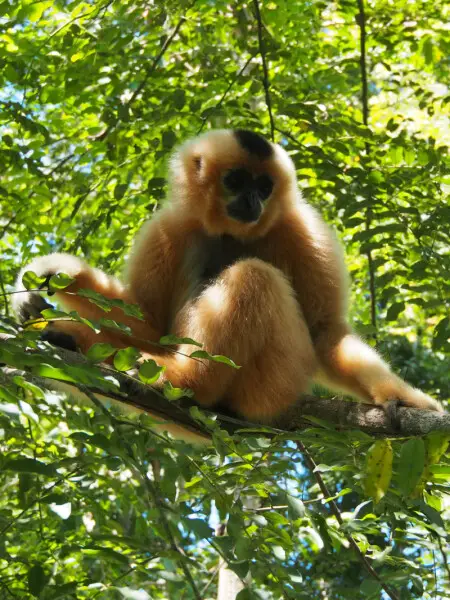Yellow-cheeked gibbon - Facts, Diet, Habitat & Pictures on Animalia.bio