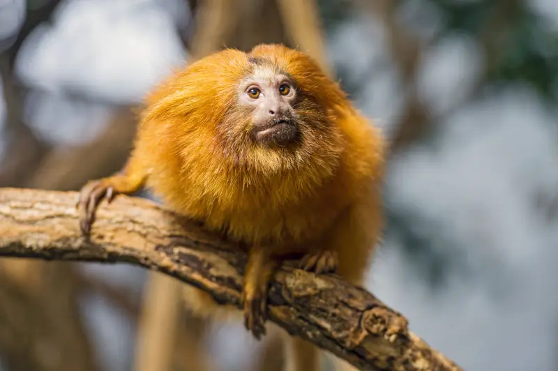 Golden Lion Tamarin - Facts, Diet, Habitat & Pictures on Animalia.bio