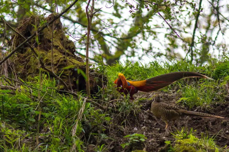 Golden Pheasant - Facts, Diet, Habitat & Pictures on Animalia.bio
